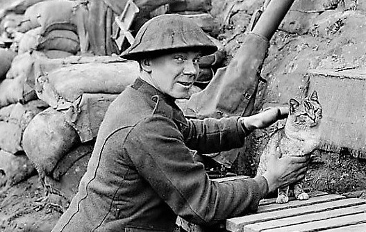 Cat Mascots WW1 | Article